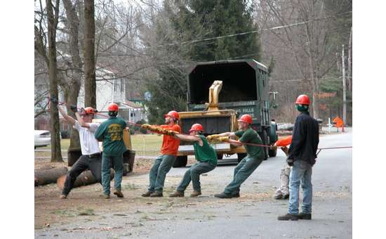 Adirondack Tree Surgeons