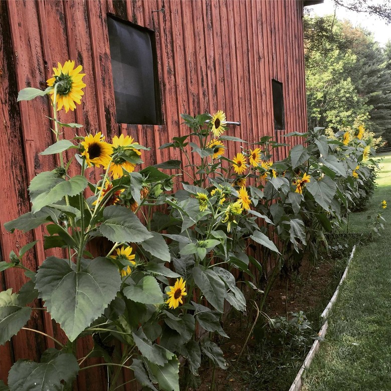 Pet Friendly Lodging Located in Upper Jay, NY in the Adirondacks | ADK ...