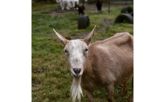 Info & Reviews of The Cook Farm