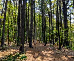 Adirondack Hiking Guide - Discover Hiking Trails in the Adirondacks ...