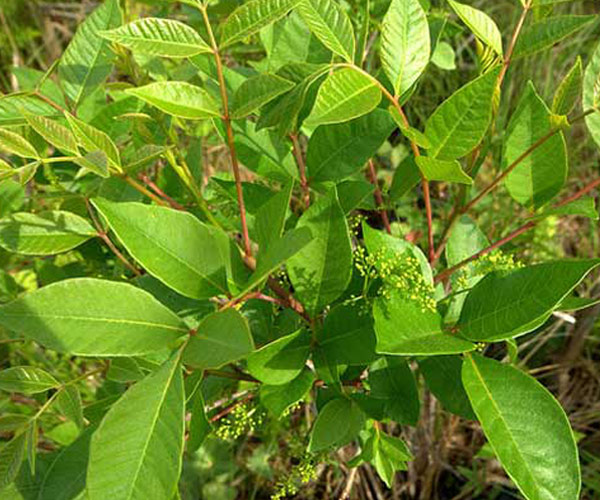 Invasive Species & Harmful Plants In The Adirondacks