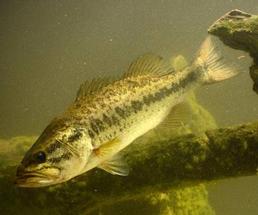 Guide To Fishing In Lake George