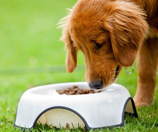 Lake George Pet-Friendly Guide