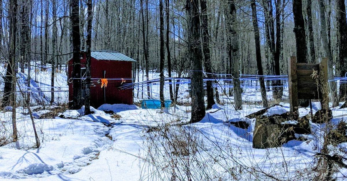 Adirondack Maple Syrup Tours: Maple Weekends 2026