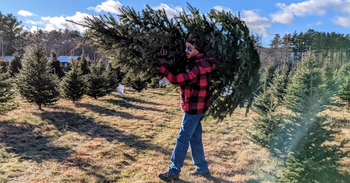 Cut Your Own Christmas Tree in Glens Falls: Best Tree Farms
