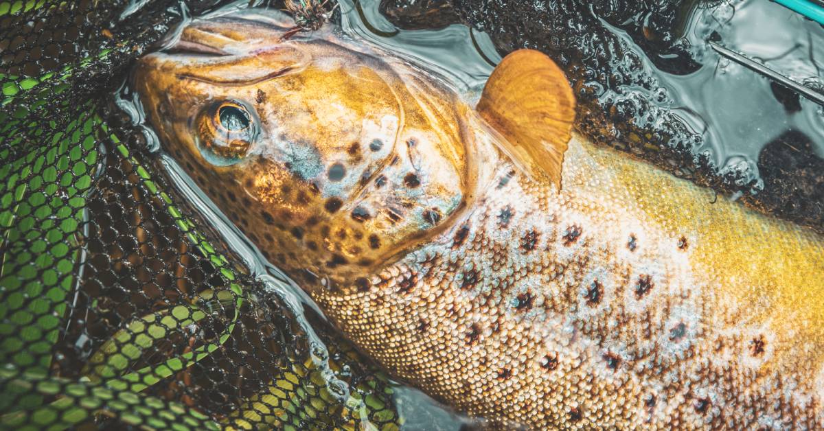 Where to Fish by Species in the Adirondacks