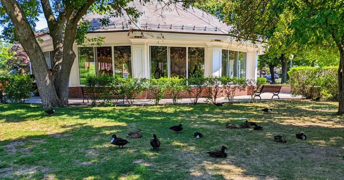 The Congress Park Ducks in Saratoga Springs, NY