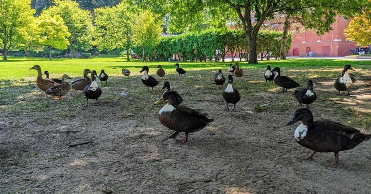 The Congress Park Ducks in Saratoga Springs, NY