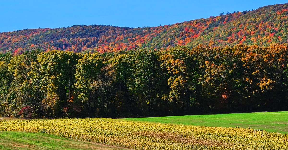 7 Best Saratoga Restaurants With Fall Foliage Views
